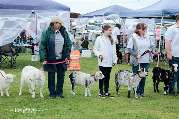2017 Saturday Gallery - Port Elliot Show