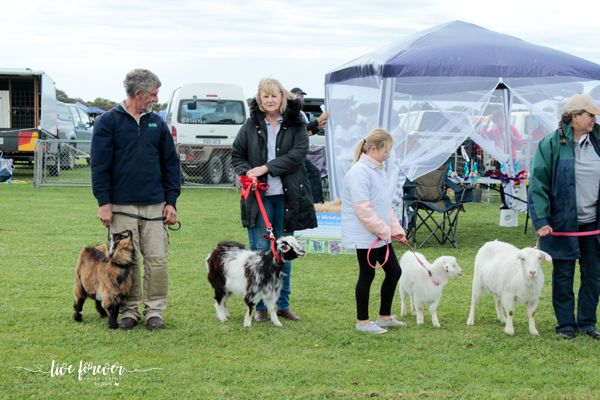 2017 Saturday Gallery - Port Elliot Show