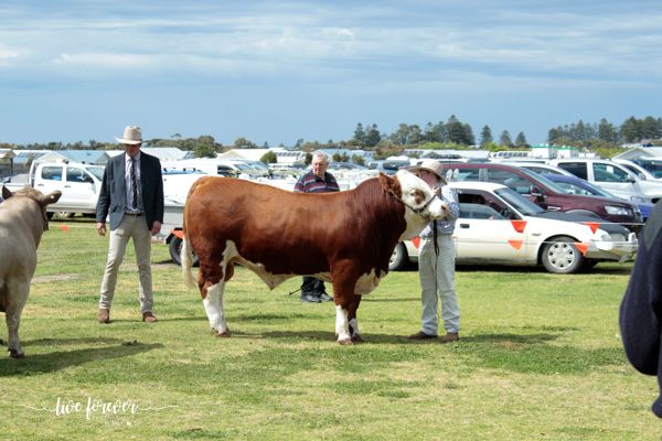 2017 Saturday Gallery - Port Elliot Show